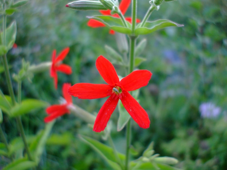 Silene Regia (royal Catchfly), 15 Seeds, Perennial - Etsy