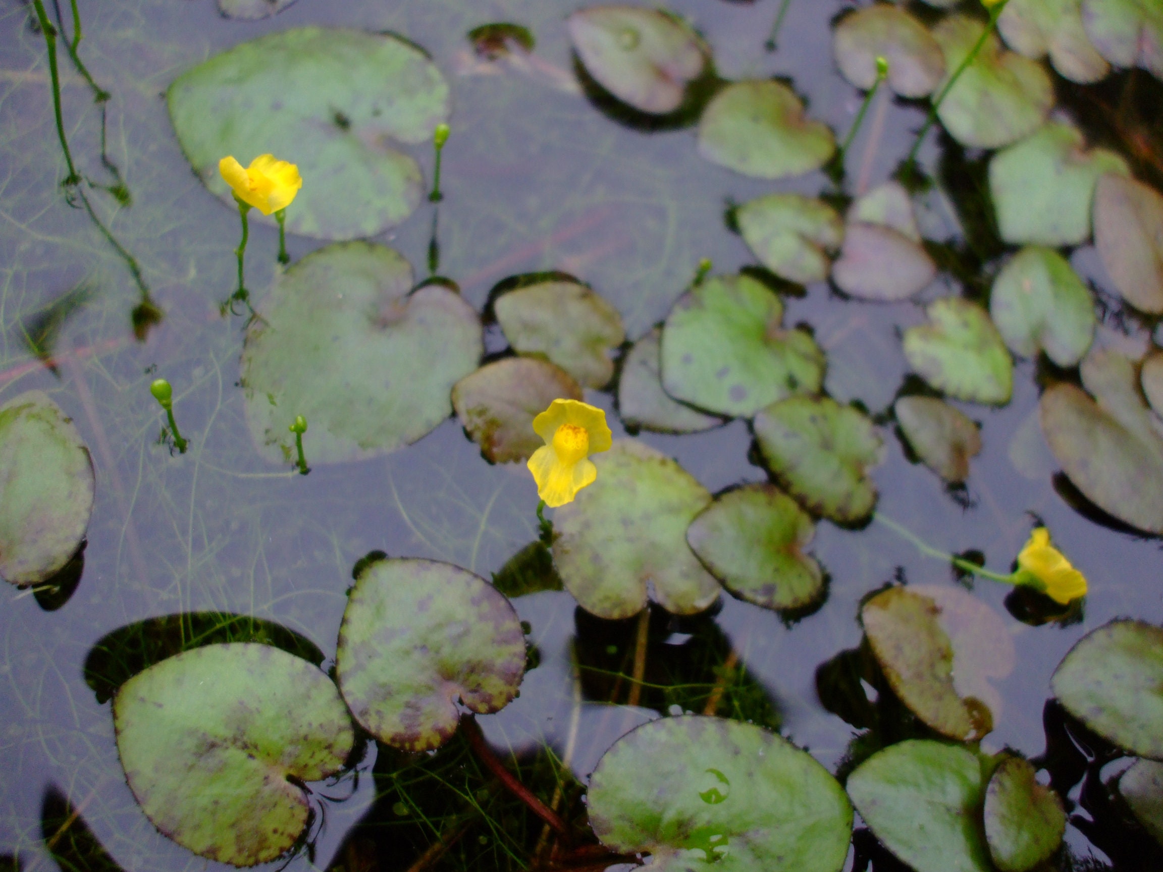Utricularia Gibba floating Bladderwort, 1 Live Plant - Etsy