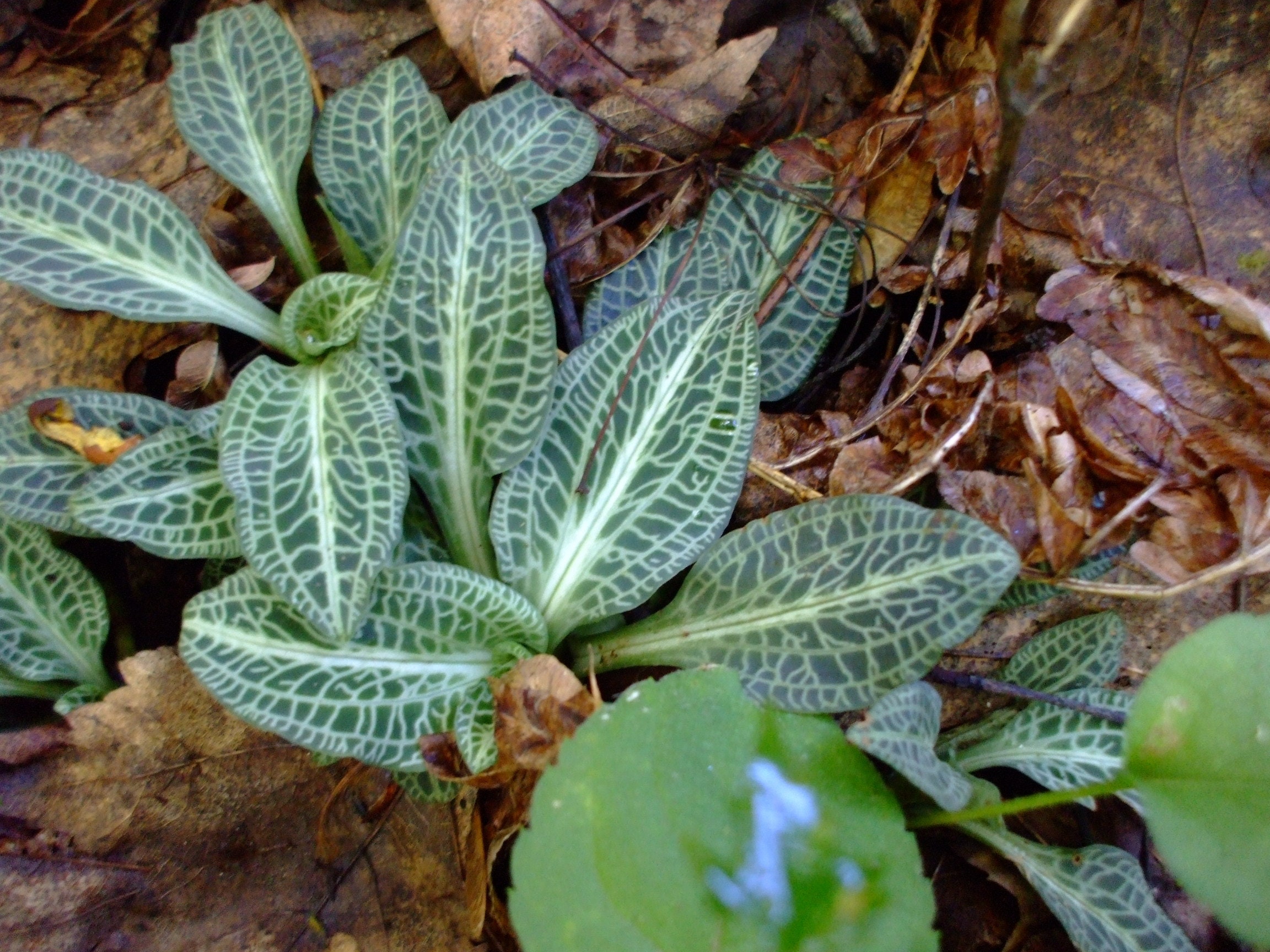 Goodyera Pubescens (rattlesnake Plantain Orchid), 30 Seeds, Perennial ...