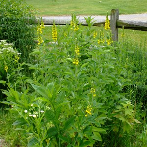 Thermopsis Villosa (carolina Lupine), 15 Seeds, Perennial - Etsy