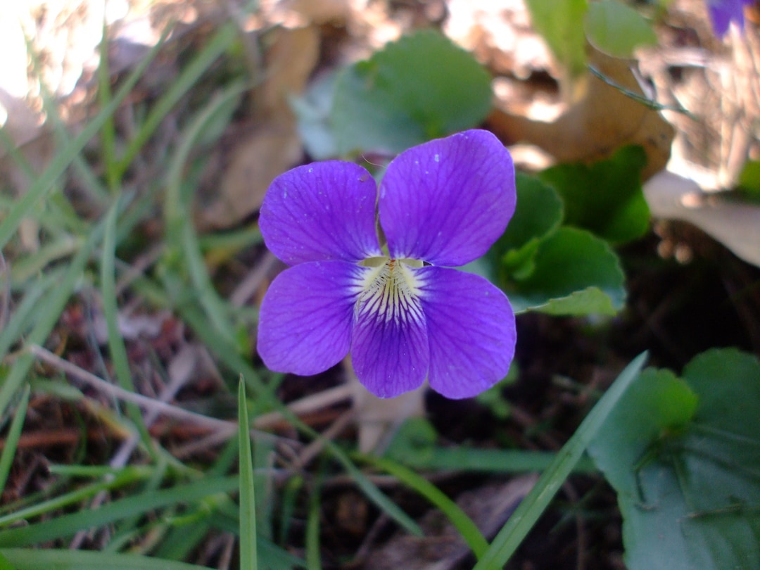 Viola Sororia (common Blue Violet) Bareroot, 1 Live Plant - Etsy