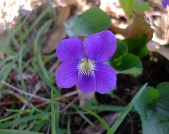 Common Blue Violet ~viola Sororia Seeds~ Wild Form ~ Native Wildflower ...