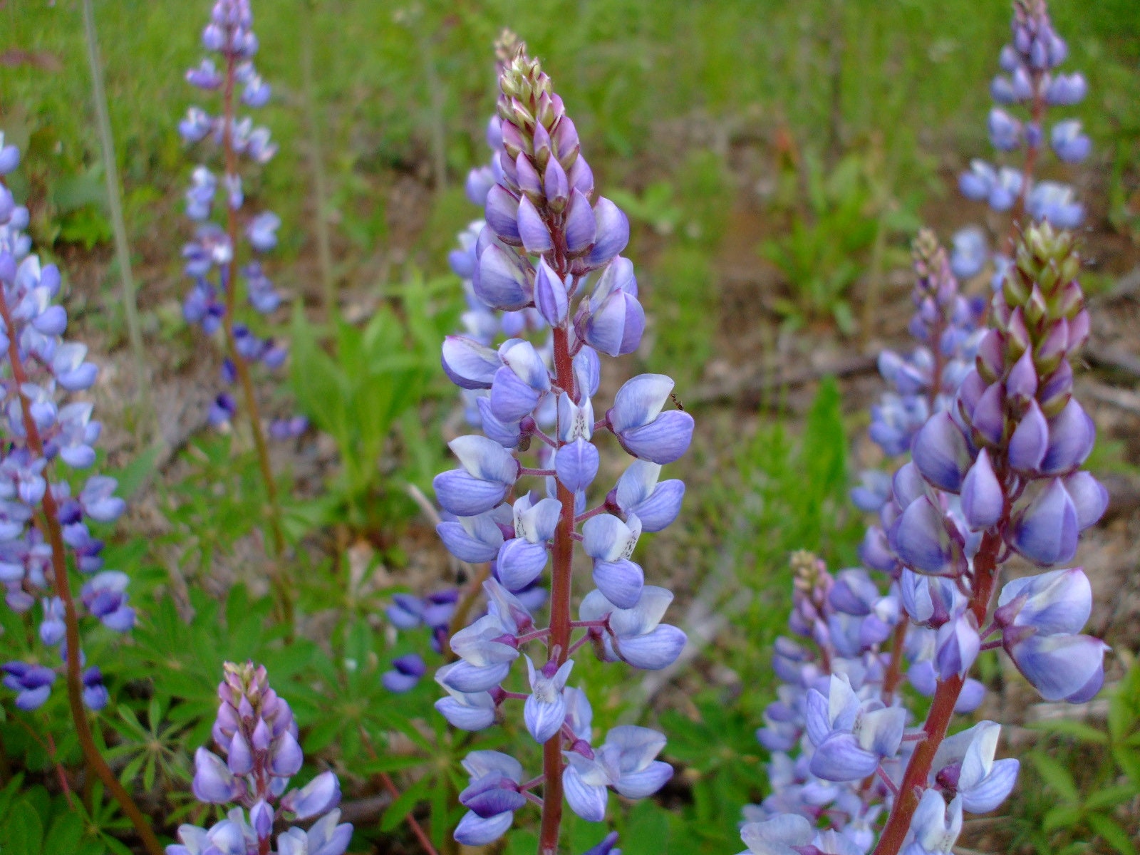 Lupinus Perennis (wild Lupine), 20 Seeds, Perennial - Etsy