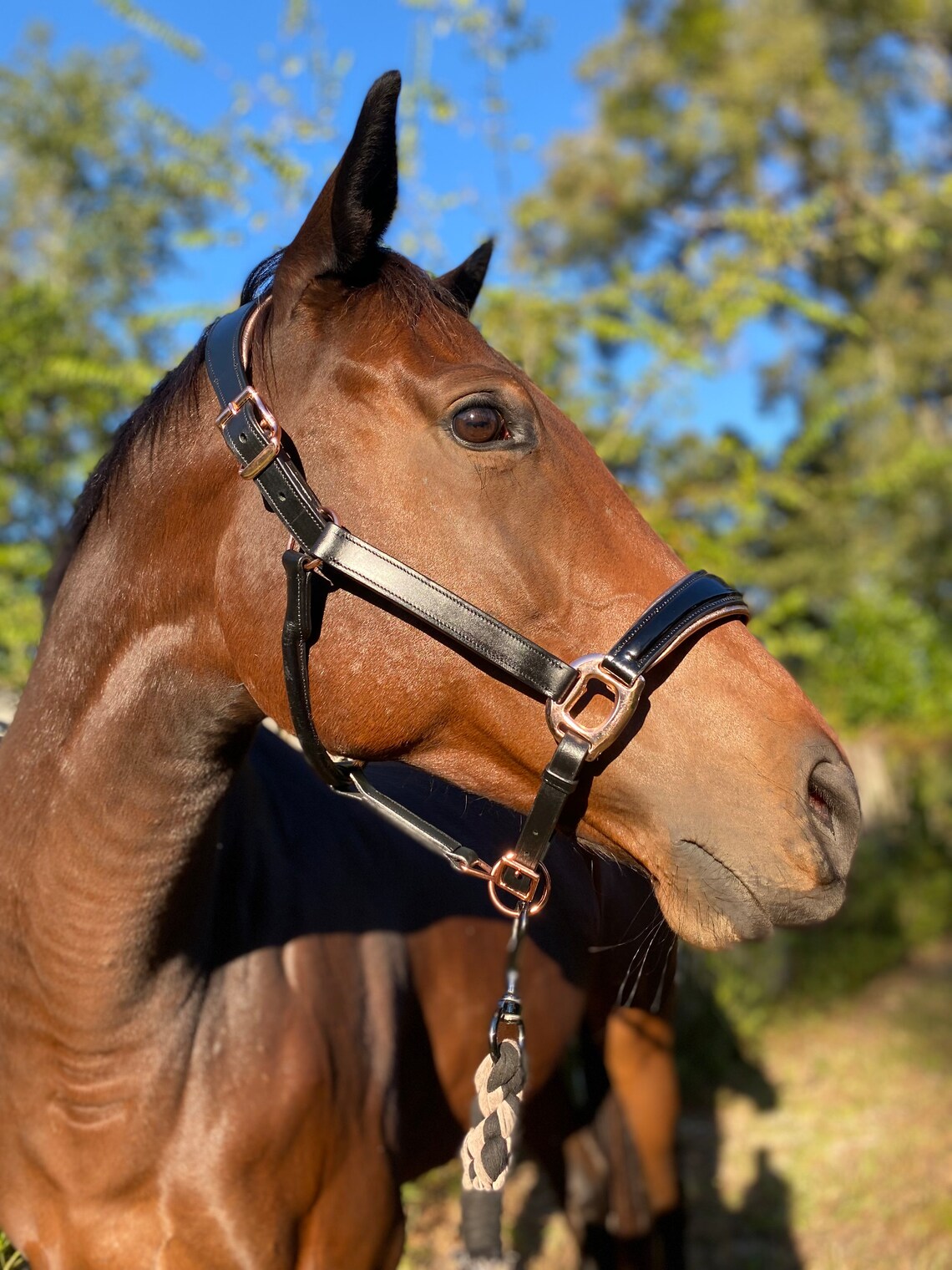 Luxury Anatomical Leather Horse Halter - Etsy