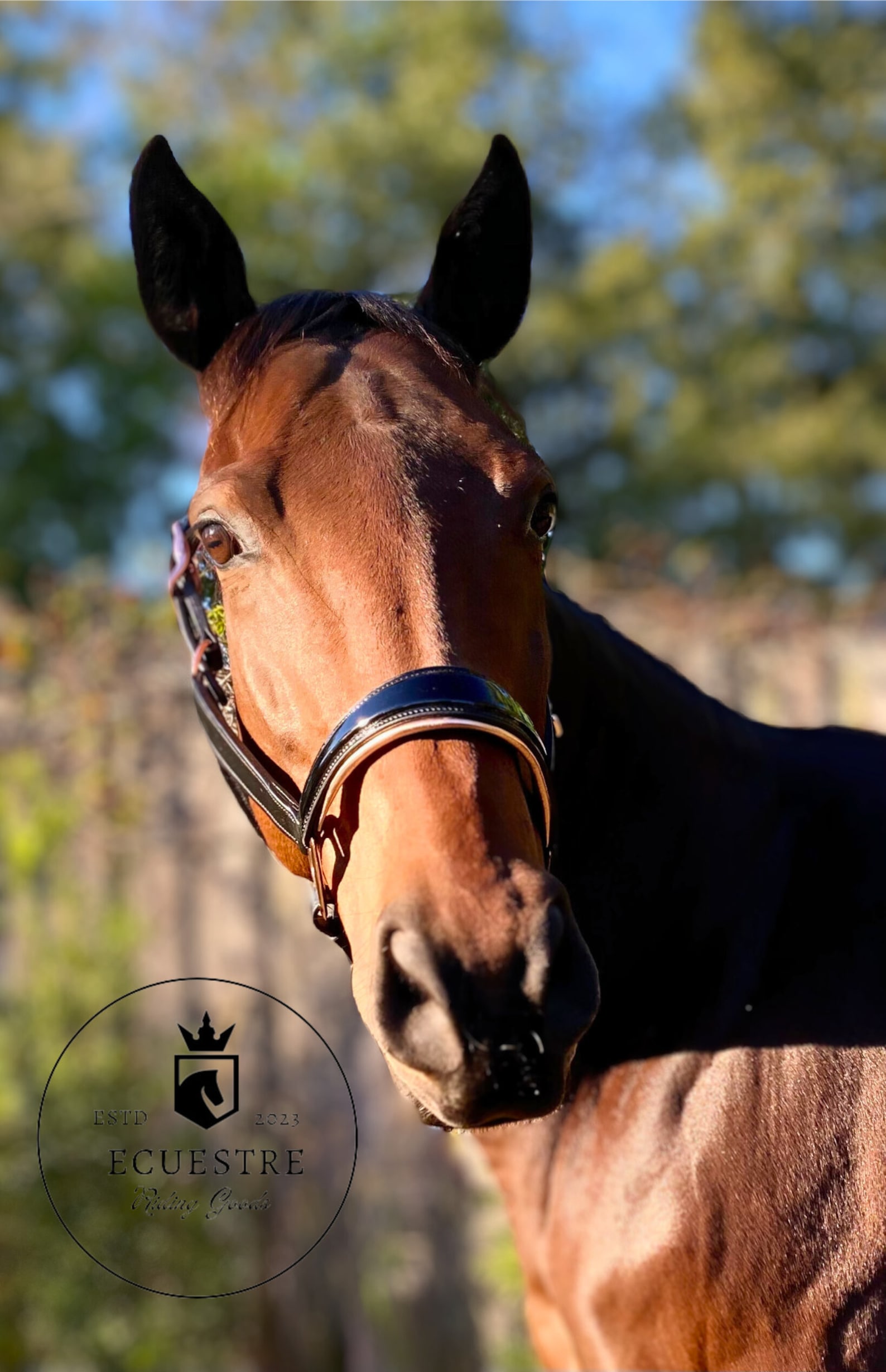 Luxury Anatomical Leather Horse Halter - Etsy