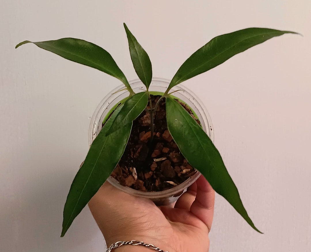 Lychee Tree Sapling 6 Inches Tall. - Etsy