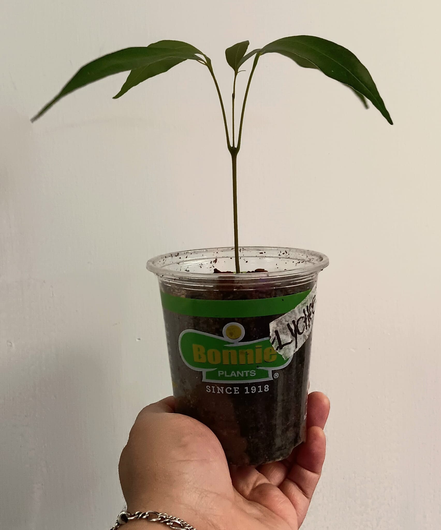 Lychee Tree Sapling 6 Inches Tall. - Etsy