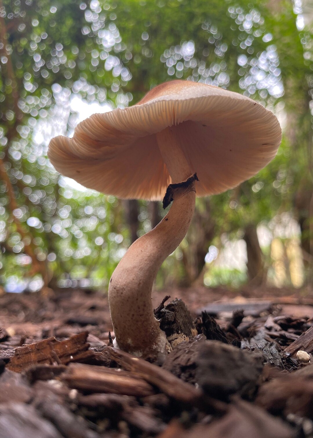 Mushroom Decor Wall Art High Resolution Digital Print Photography ...