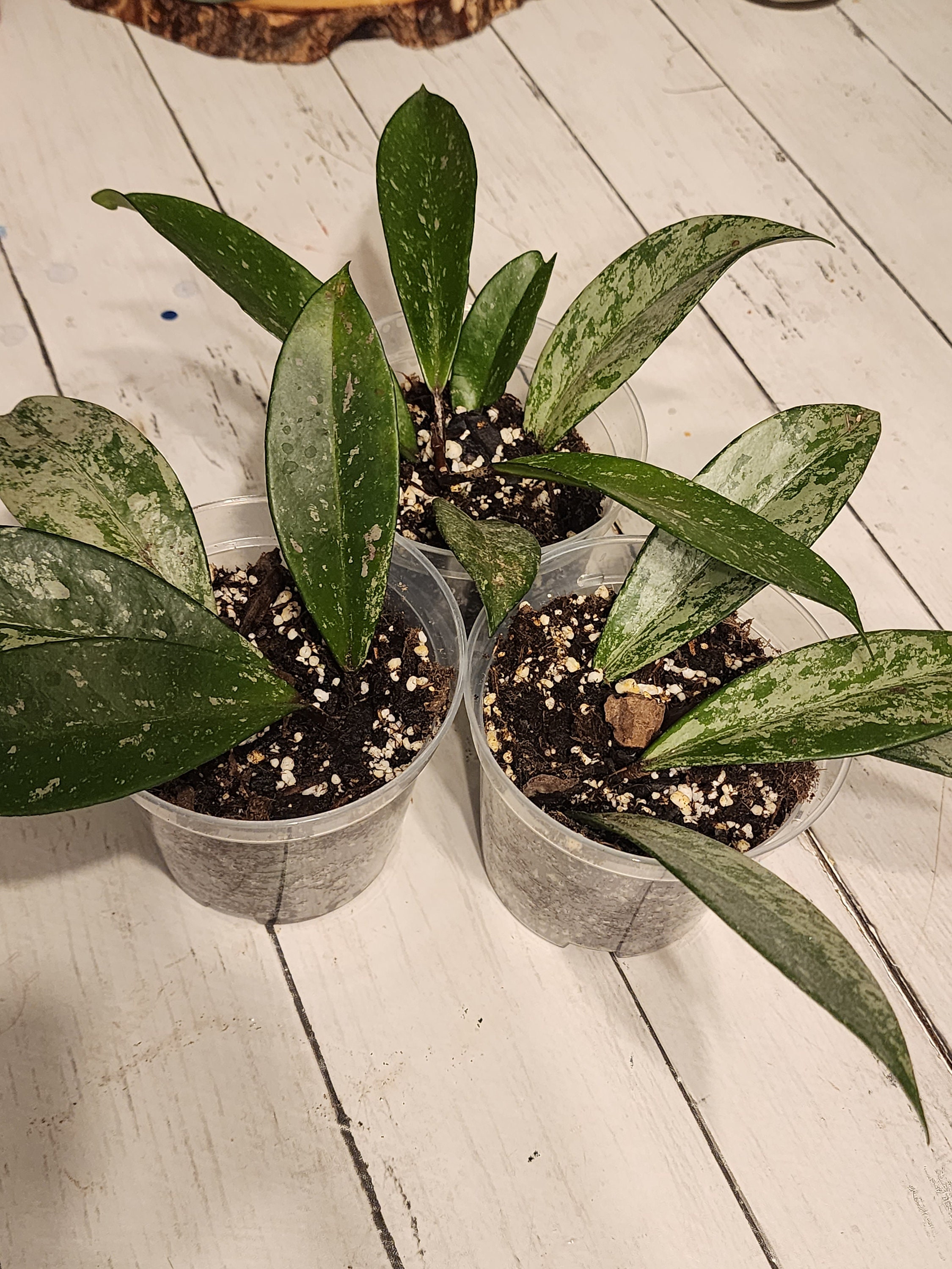 Hoya Pubicalyx Splash - Etsy