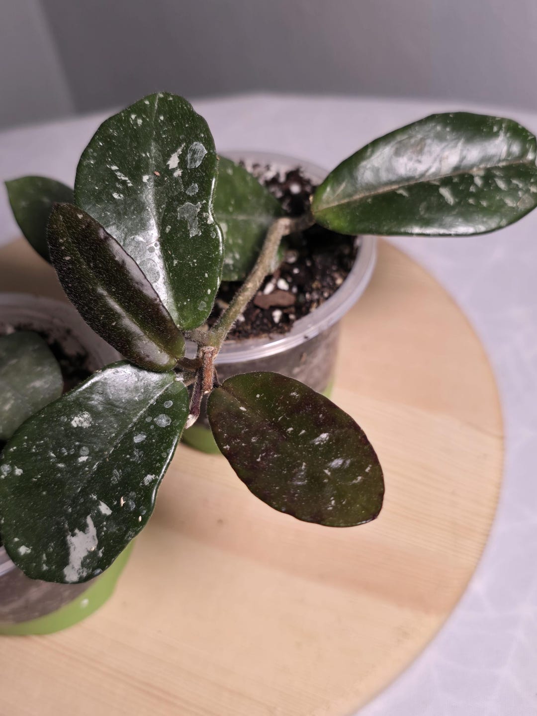 Hoya Cv Millie Splash - Etsy