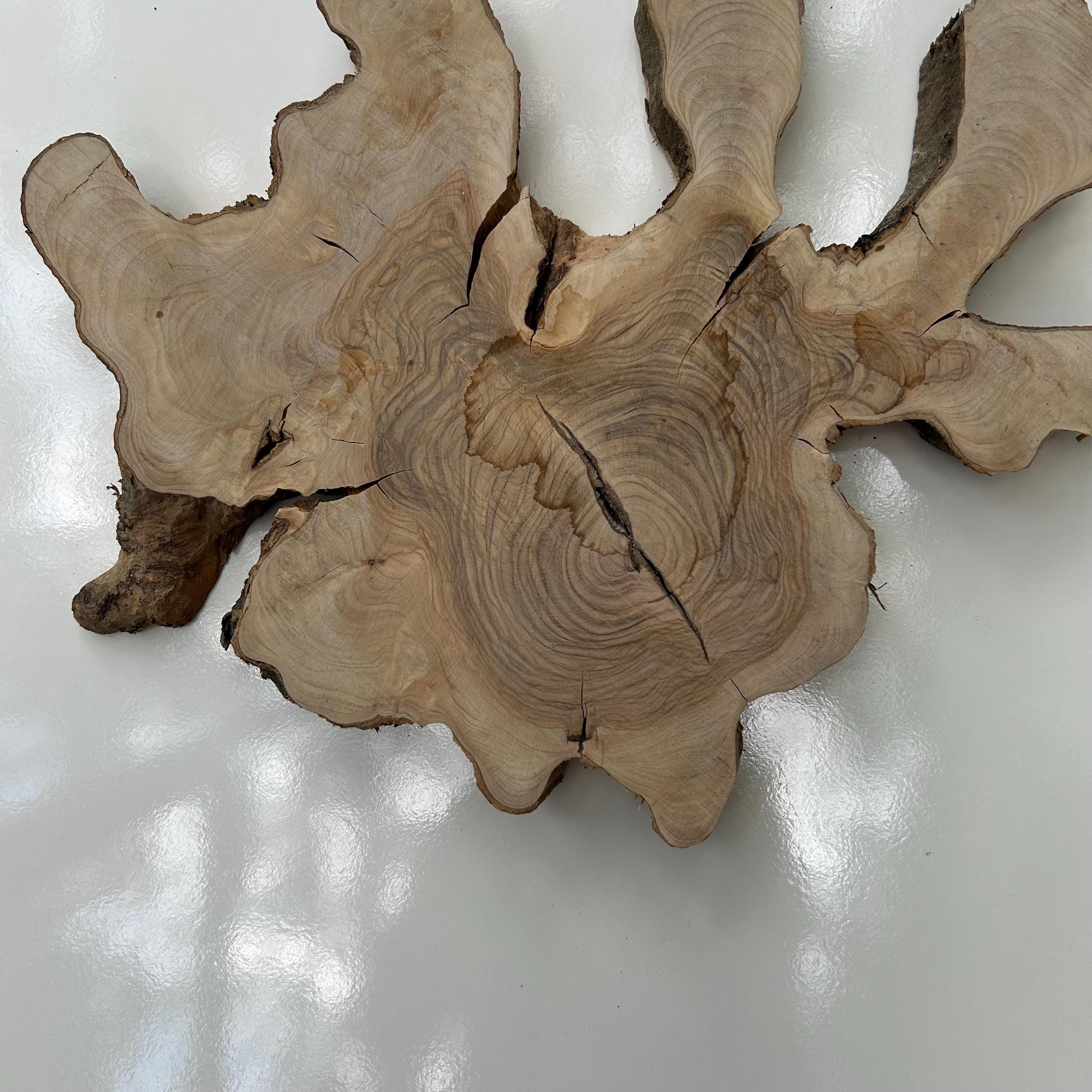 Olive Wood Slab for Live Edge DIY Wood Art, Uniqe Wood Slice for Epoxy ...
