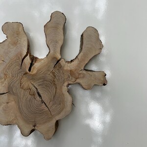 Olive Wood Slab for Live Edge DIY Wood Art, Uniqe Wood Slice for Epoxy ...