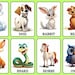 Printable Children's Flash Cards - Animals - Comes With a Free Coloring ...