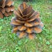Rusted Pine Cone Sculpture - Adorn Your Garden, Unique Metal Sculpture ...