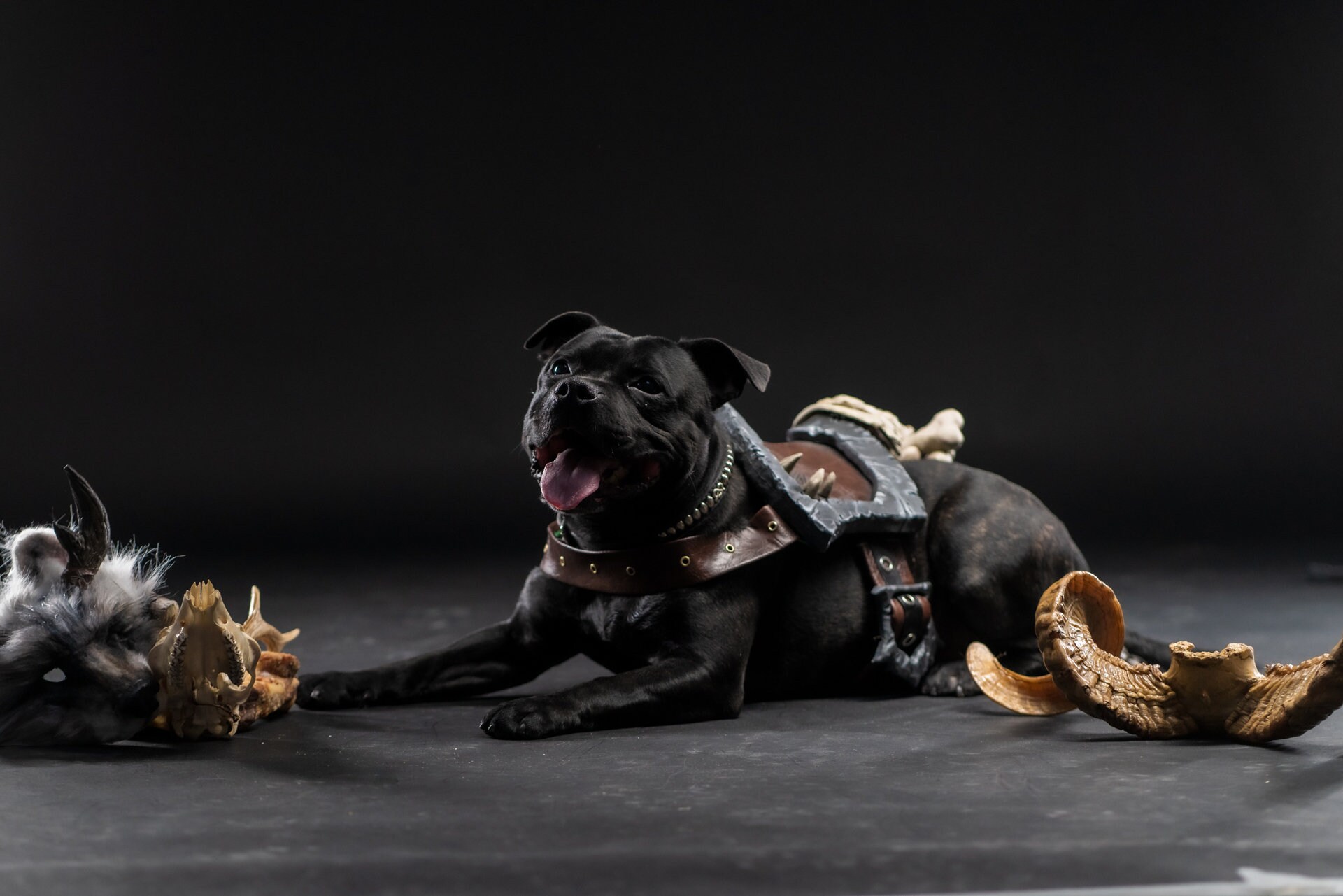 Diablo IV Druid Cosplay Dog Armor - Etsy