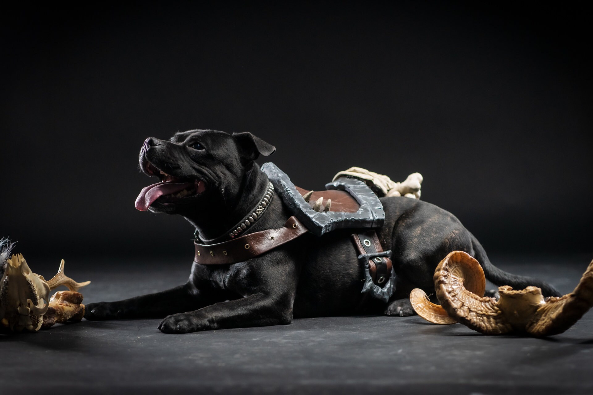 Diablo IV Druid Cosplay Dog Armor - Etsy