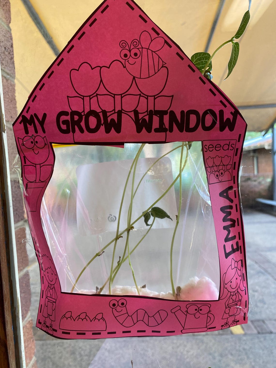 MY GROW WINDOW | Plant Window Display | Life Cycles | Grow a Plant ...