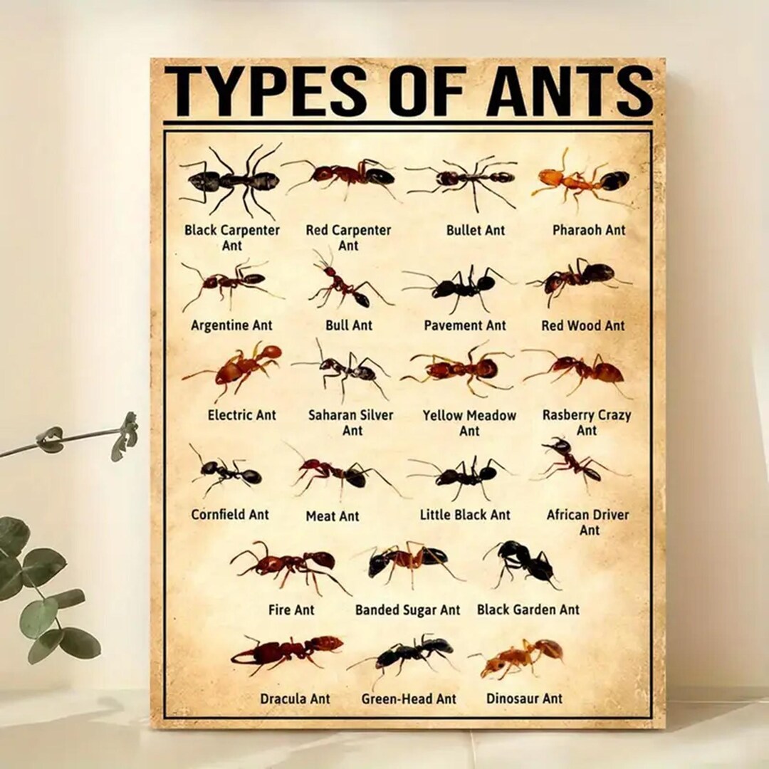 Types of Ants Poster, Unframed Ant Knowledge Poster, Types of Ants ...