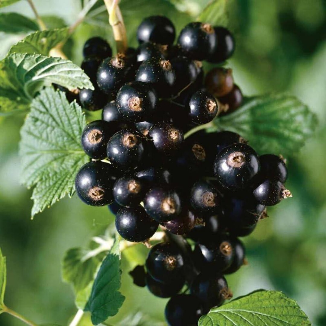 5 Black Consort Currant Cuttings PRE-ORDER 6- 10" Long, Not Rooted ...