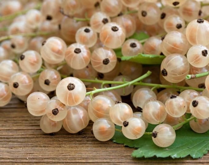 20 White Currant (ribes Rubrum) Seeds - Organically Grown, Delicious ...