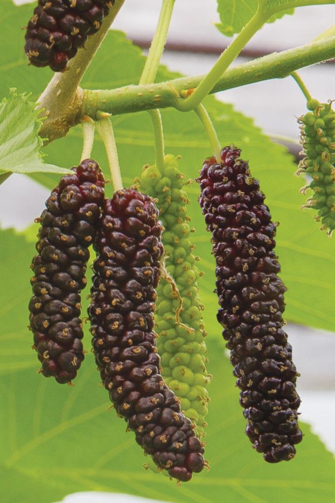 5 Cold Hardy Pakistan Mulberry Cuttings - 6" - 10" Long, Not Rooted ...