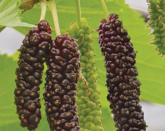 5 Cold Hardy Pakistan Mulberry Cuttings - 6" - 10" Long, Not Rooted ...