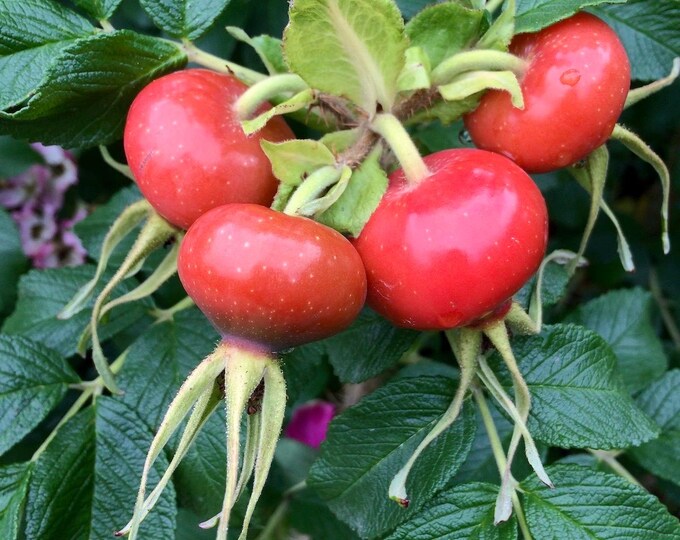 Japanese Rugosa Rose, Rosa Rugosa, Extremely Hardy, Dark Pink Flowers ...