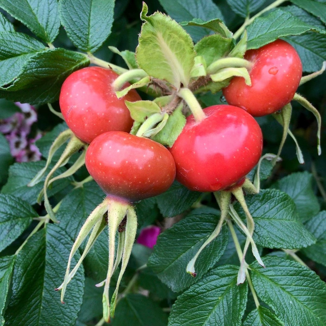 20 Rosa Rugosa Seeds - Organically Grown, Fresh Harvested, Grow Your ...