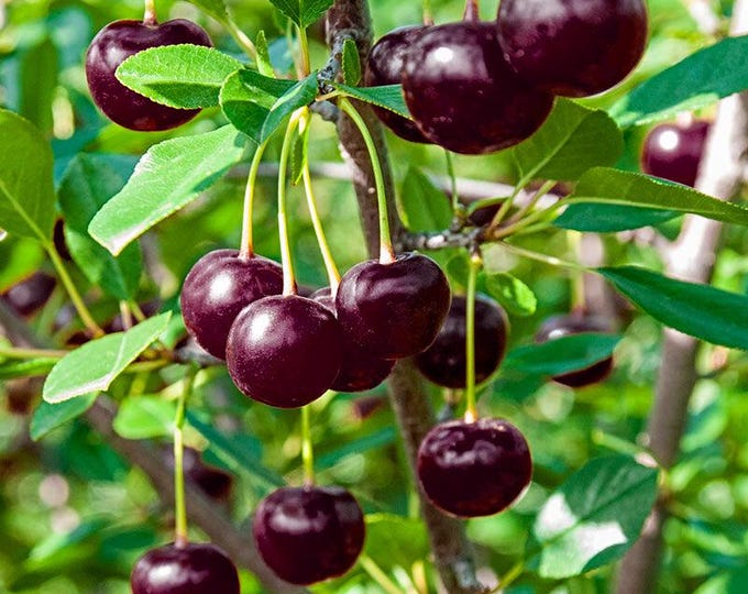 5 Juliet Bush Cherry Cuttings - 6- 10" Long, Not Rooted, Organic. Fresh ...