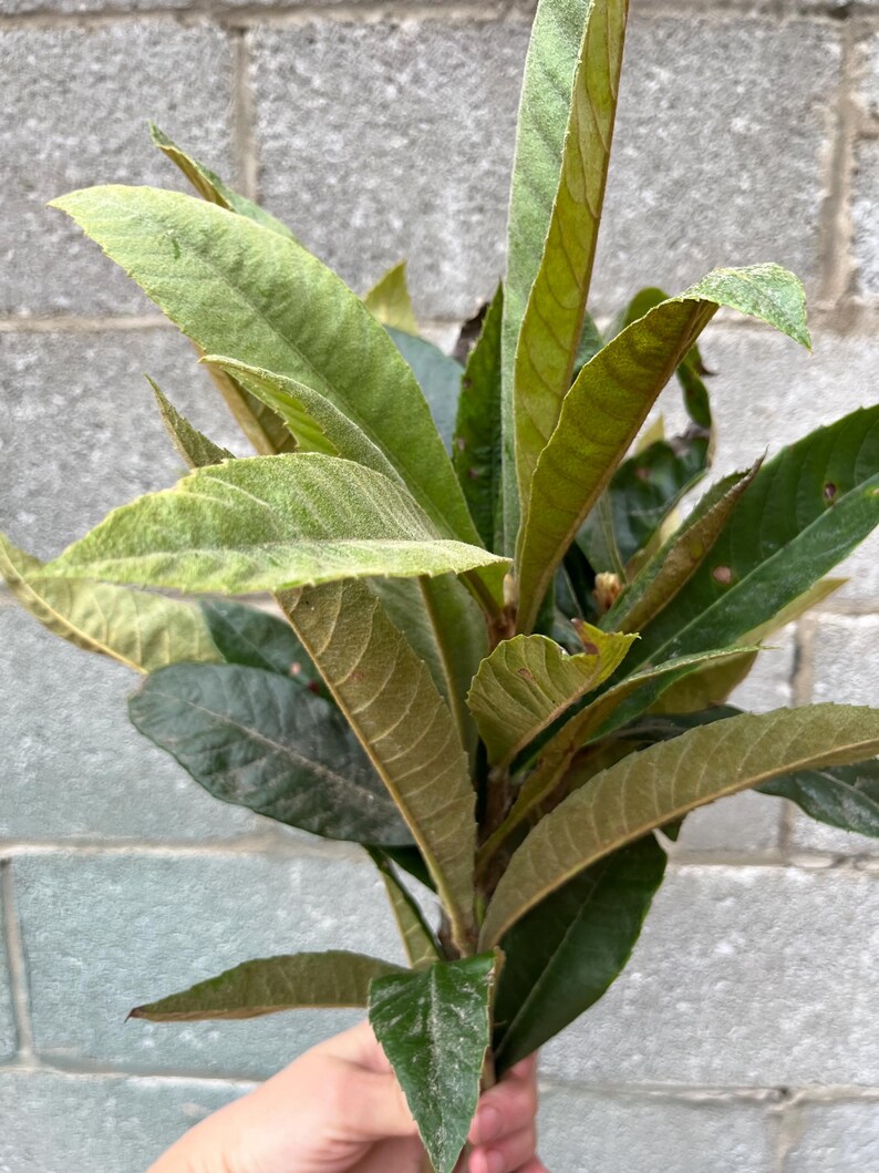5 Extra Cold Hardy Loquat Scion/cuttings - 6" - 10" Long, Not Rooted ...