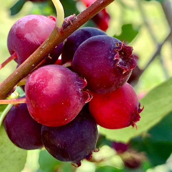Serviceberry - Etsy