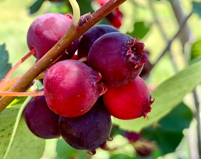 20 Serviceberry/juneberry (amelanchier Canadensis) Seeds - Organically ...