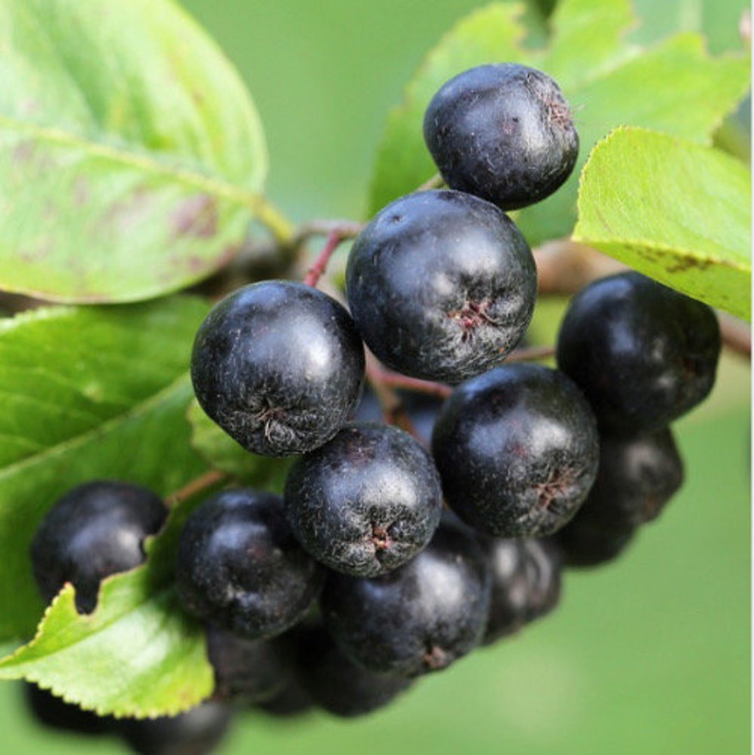 20 Aronia Seeds aronia Melanocarpa Seeds Organically Grown, Fresh ...