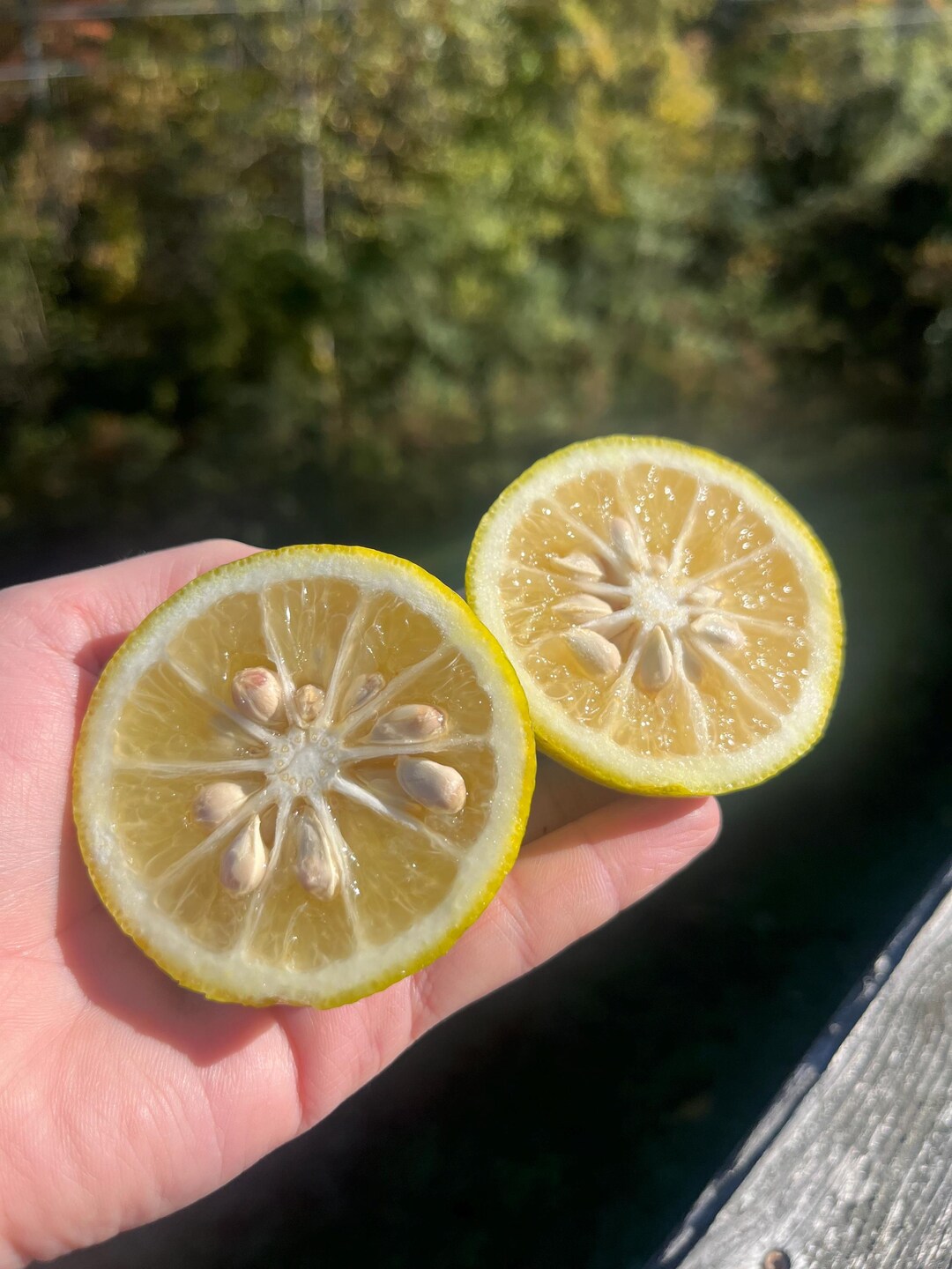 10 Yuzu Seeds. Freshly Harvested. Delcious, Fragrant, Cold Hardy Edible ...