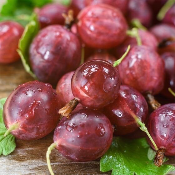 20 Hinnomaki Red ribes Uva-crispa Seeds Organically Grown, Delicious ...