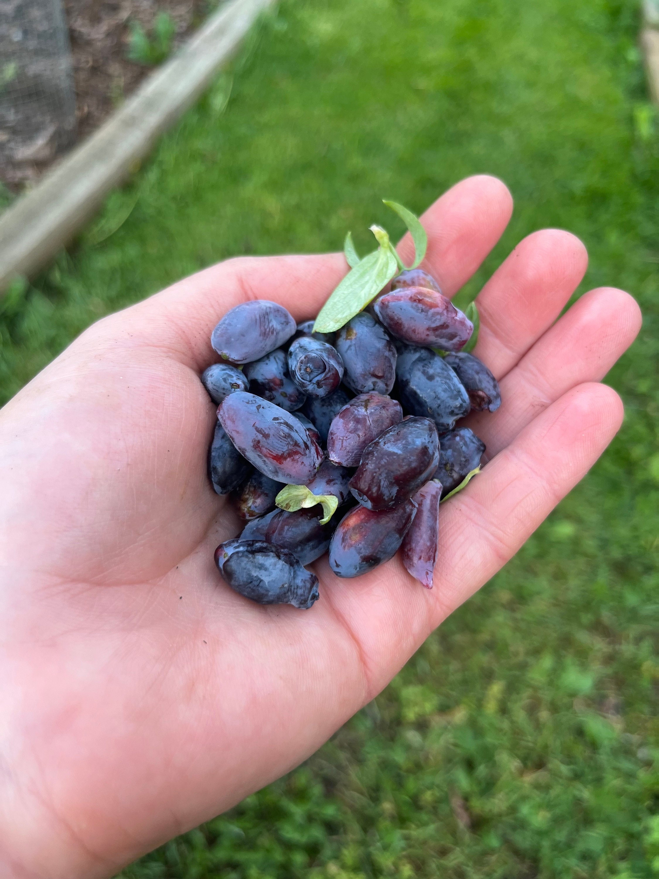 20 Honeyberry/haskap (lonicera Caerulea) Seeds - Organically Grown ...