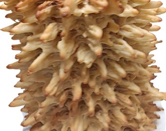 Simply Natural Birthday and Wedding Tree Cake ( Sakotis ) ( Raguolis ...