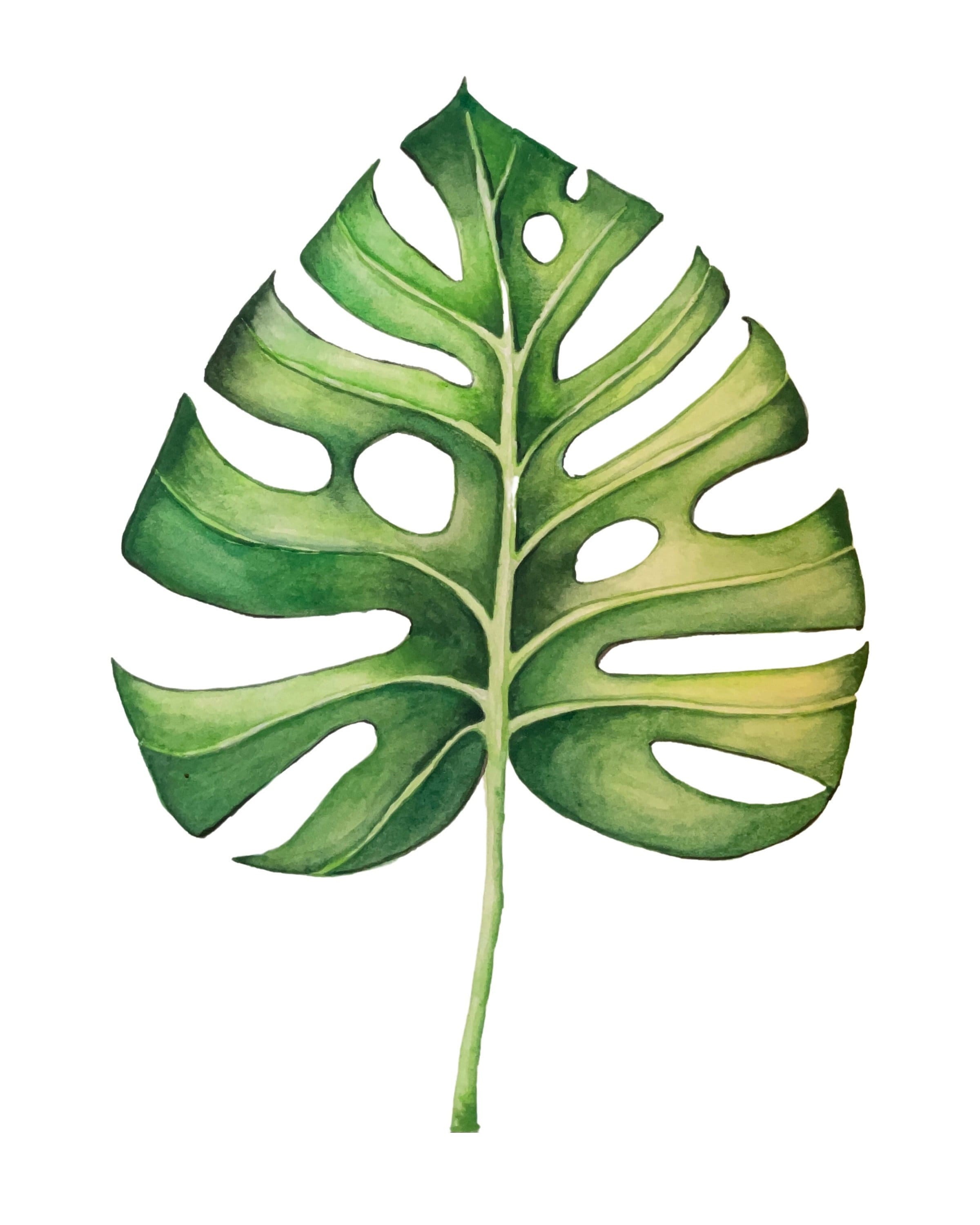 Watercolor Monstera Leaf JPEG and PNG Download | Kids and Nursery Art ...