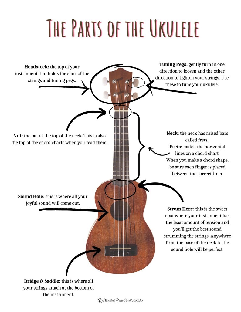 Parts of a Ukulele Visual Guide - Etsy