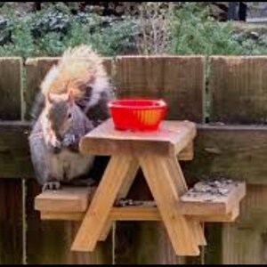 Squirrel Table - Etsy