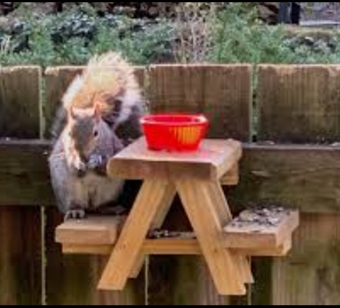 Squirrel Table - Etsy