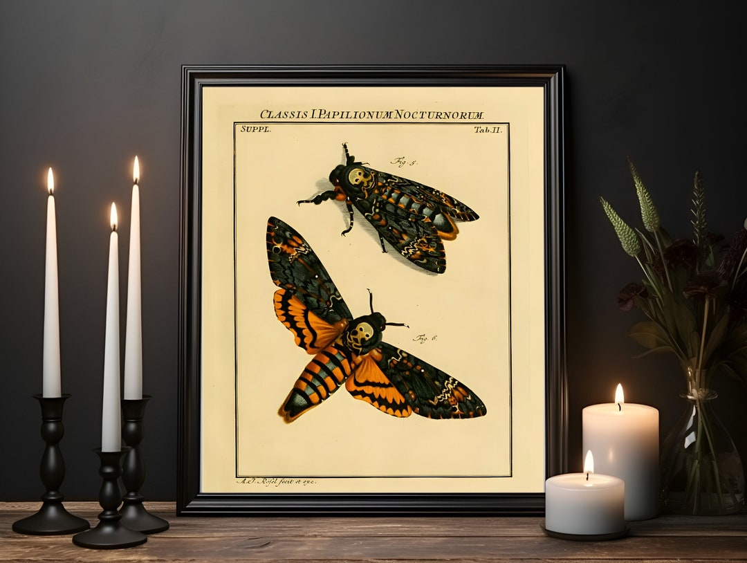 Vintage Death Moth Print, Deathhead Moth Classic Poster, Entomology ...