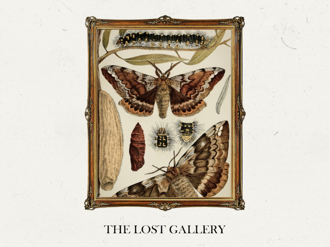 Vintage Moth Print | Digital Download | Vintage Art - Etsy