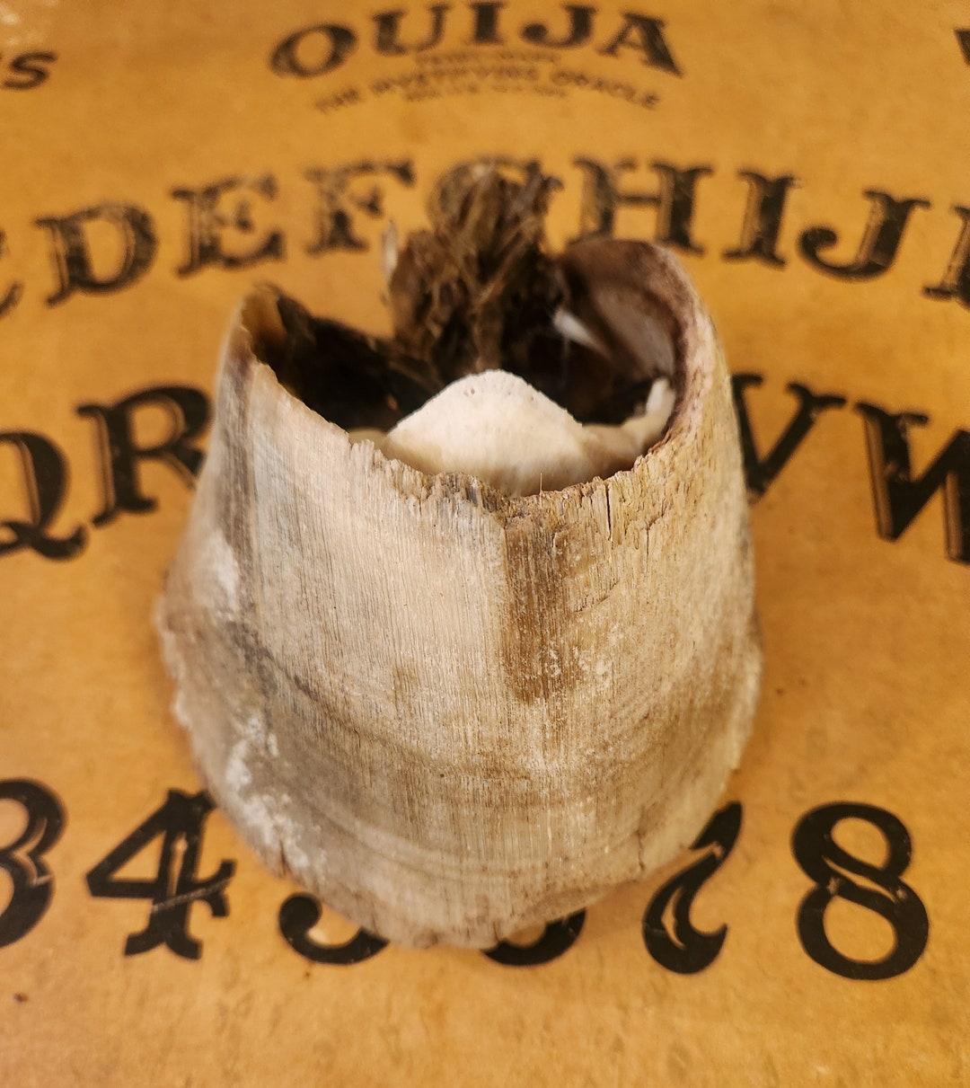 Real Horse Hoof With Coffin Bone - Etsy