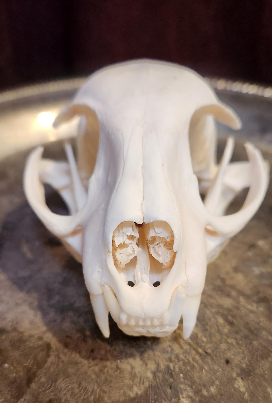 Real Bobcat Skull - Etsy