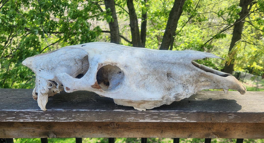 Real Horse Skull With Kill Hole US Local - Etsy