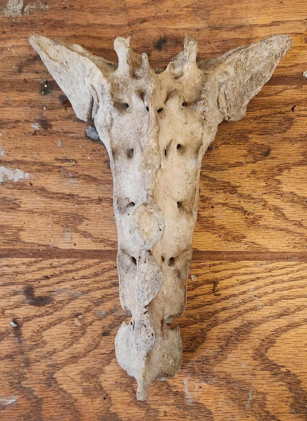 Horse Sacrum Bone Real - Etsy