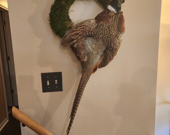 Round Pheasant Pelt Full Body Feather Wreath - Etsy