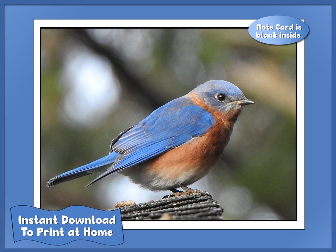 Digital Download Note Card With Bluebird Photo to Print at Home an ...