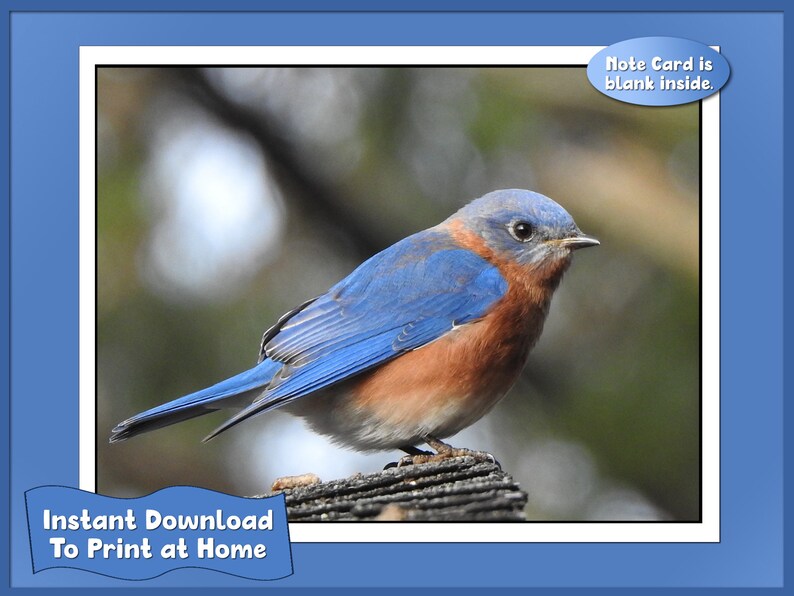 Digital Download Note Card With Bluebird Photo to Print at Home an ...